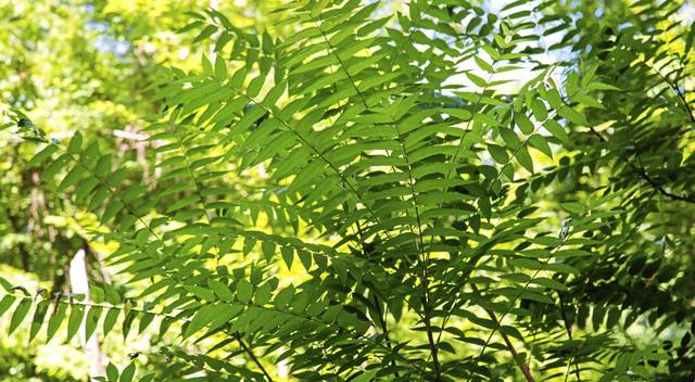 1424252web1nj Invasiveplants 072519