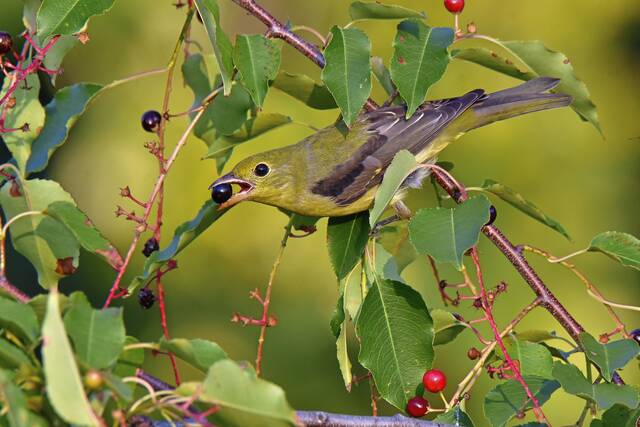 Bill would designate the scarlet tanager as Pennsylvania’s official ...