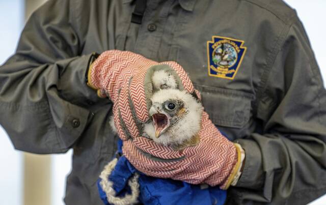 Pittsburgh’s skyline has become home to the once endangered peregrine ...